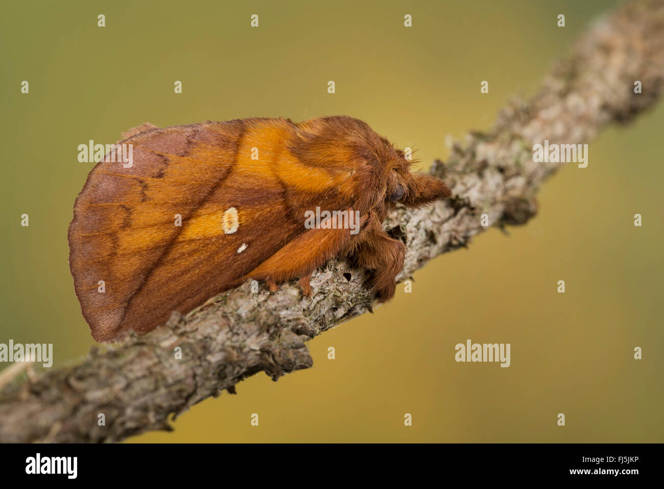 The Drinker (Philudoria potatoria, Euthrix potatoria), male, Germany ...