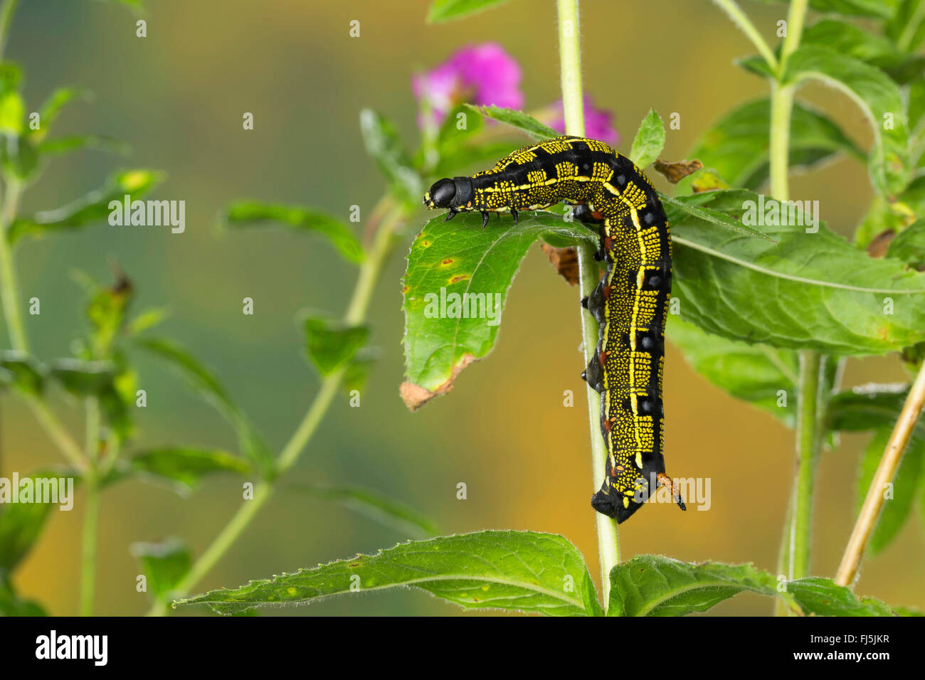 Striped Hawk-moth, Striped Hawkmoth (Hyles livornica, Hyles lineata ...