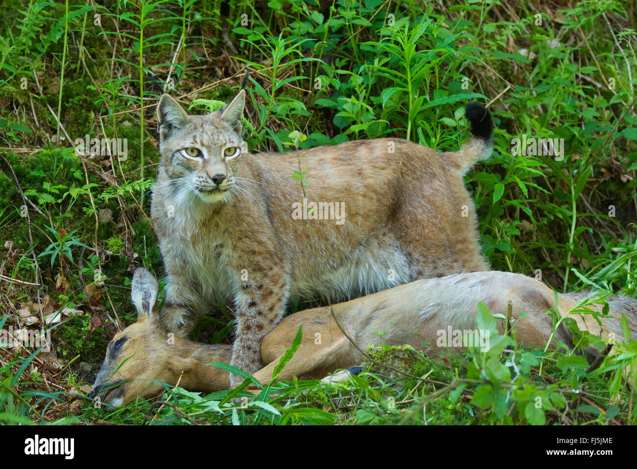 northern lynx (Lynx lynx lynx), lynx with prey, Sweden Stock Photo - Alamy