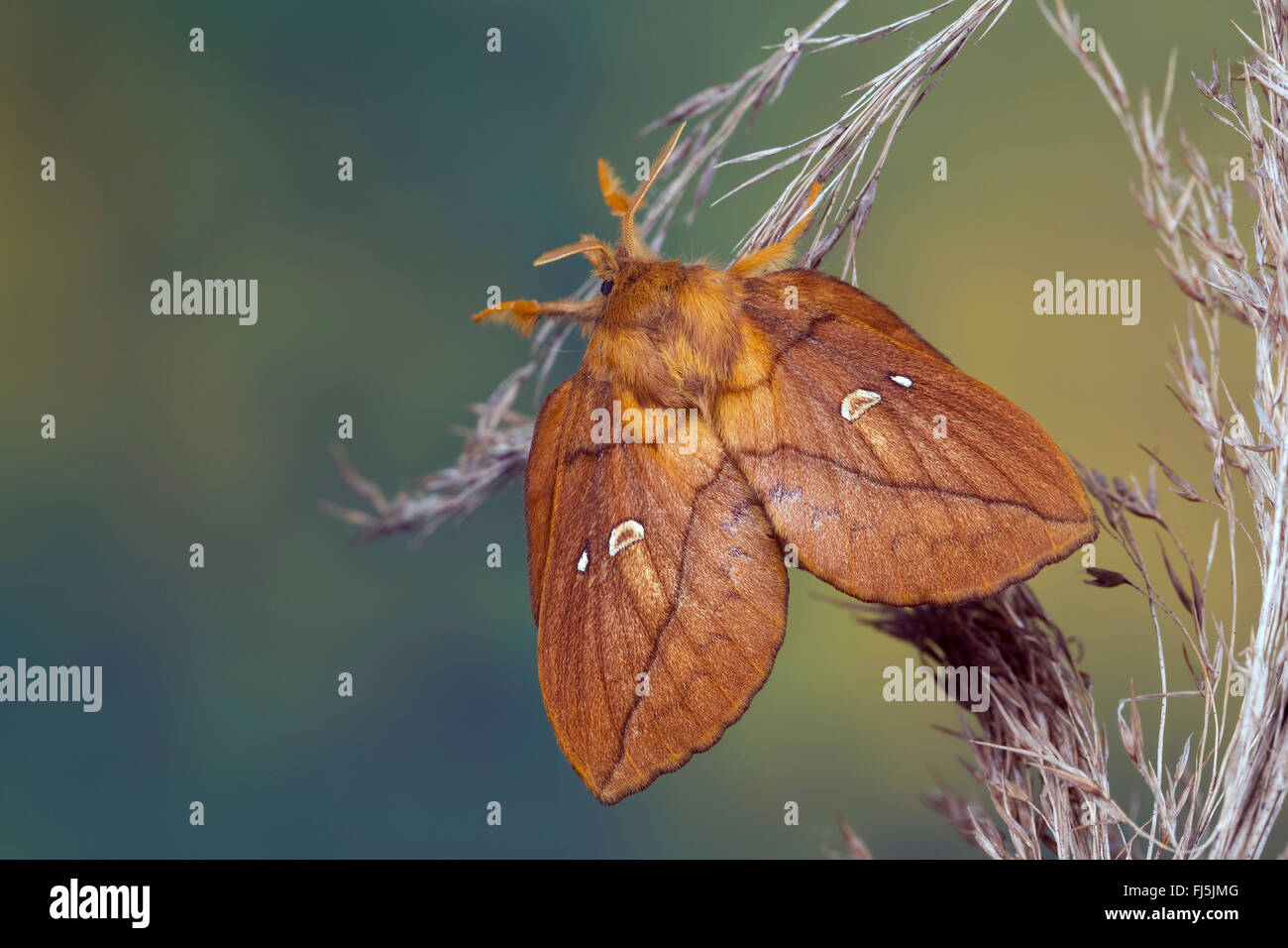 The Drinker (Philudoria potatoria, Euthrix potatoria), female, Germany ...