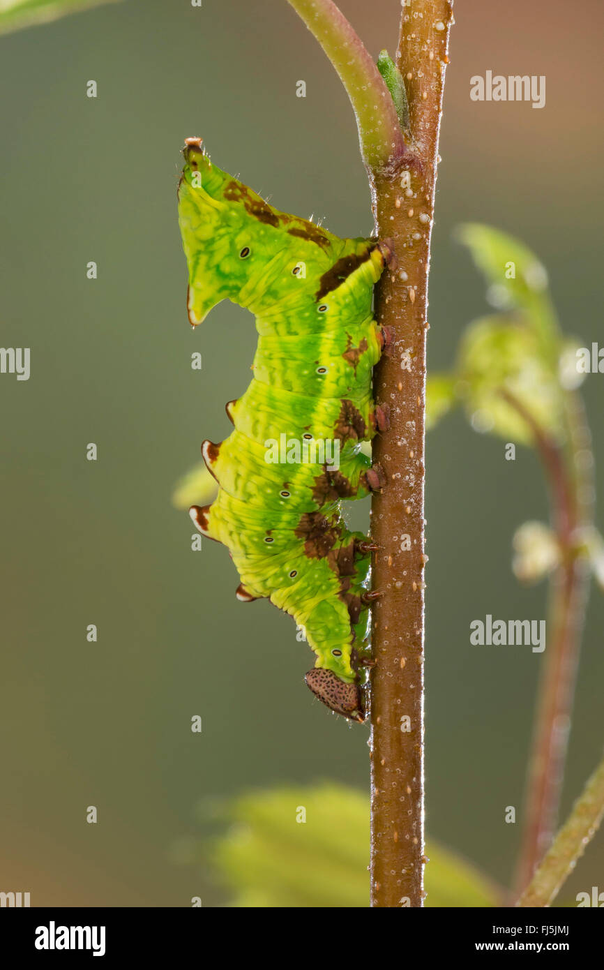Prominent vertical stems hi-res stock photography and images - Alamy