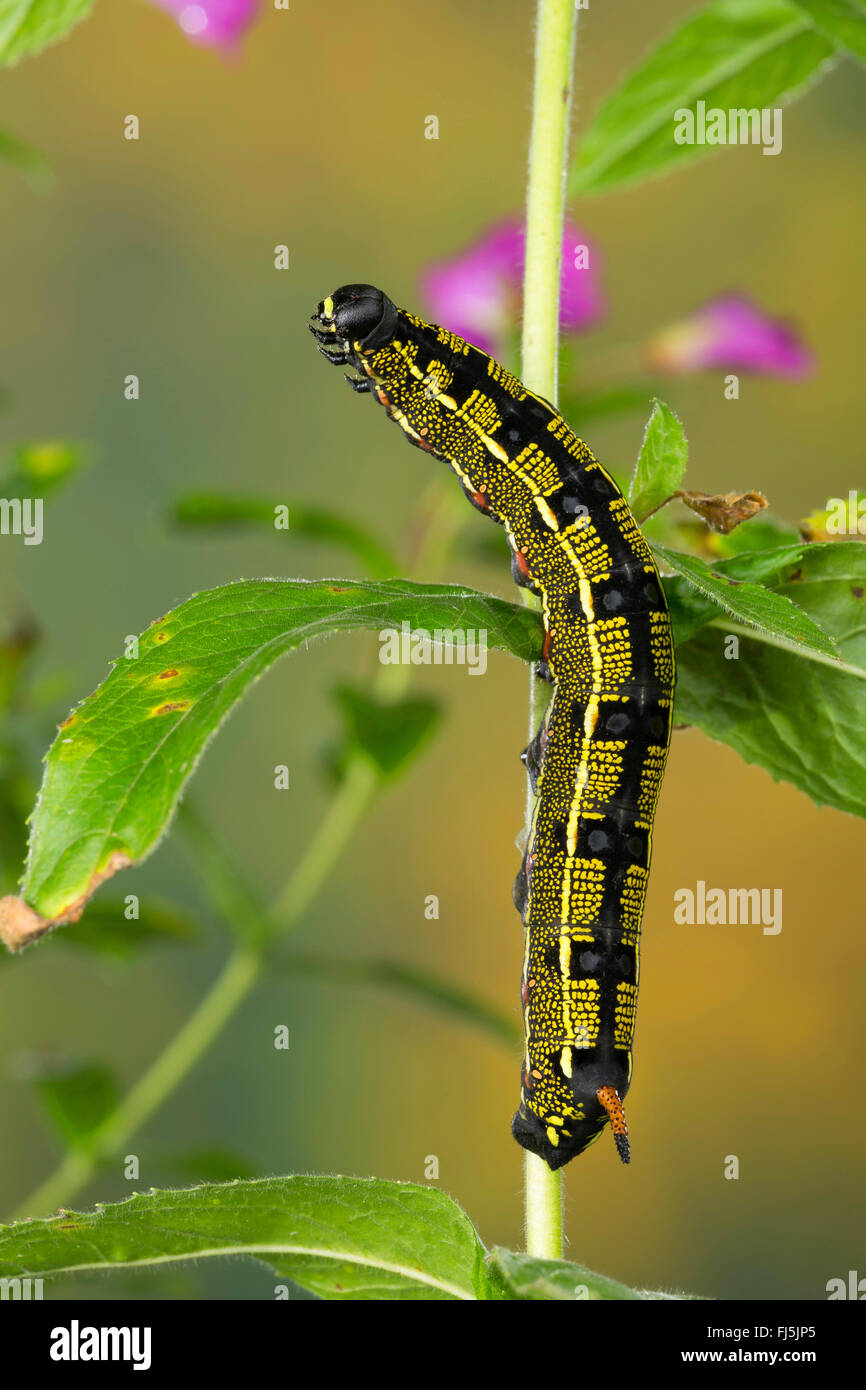 Striped Hawk Moth Stock Photos & Striped Hawk Moth Stock Images - Alamy