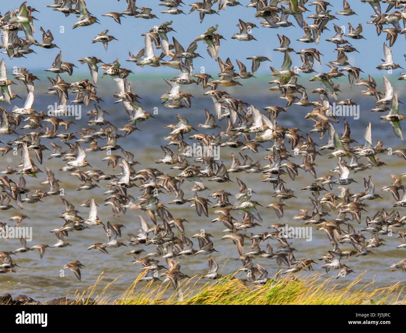 dunlin (Calidris alpina), Flock of birds with dunlins, red knots and ...