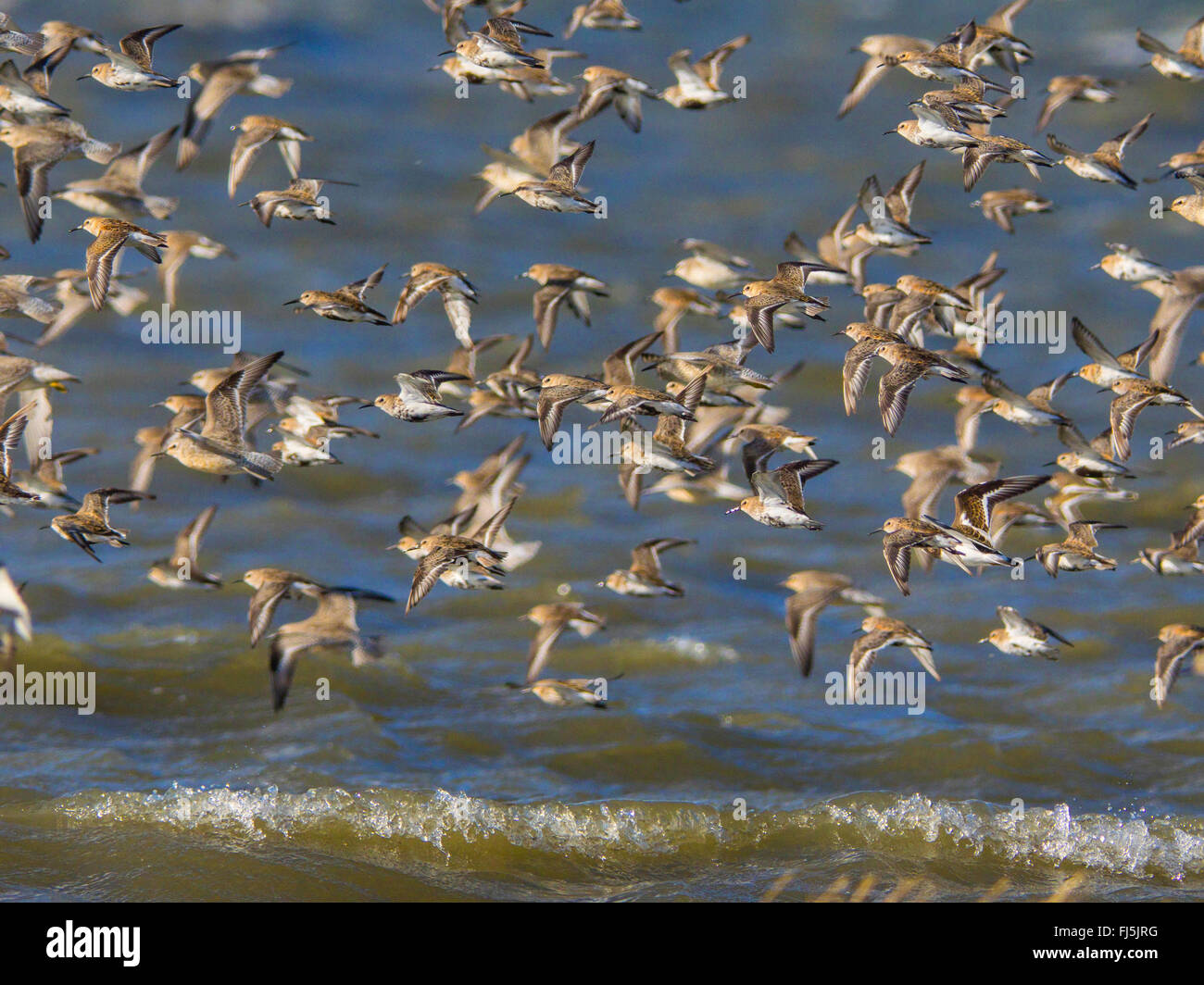 dunlin (Calidris alpina), Flock of birds with dunlins, red knots and ...