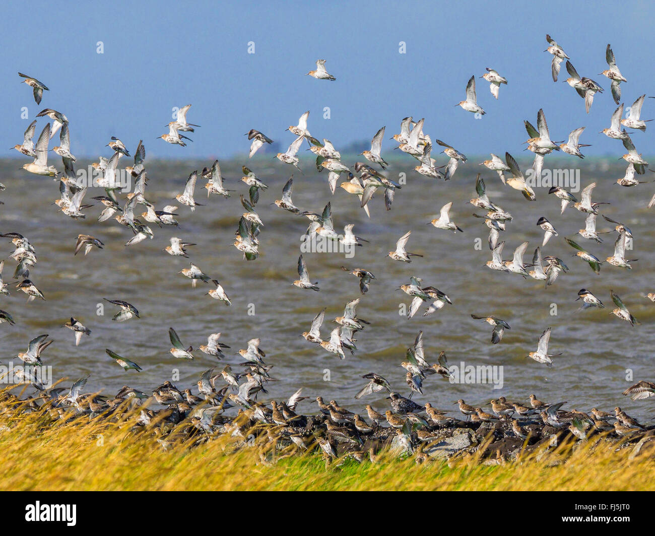 dunlin (Calidris alpina), Flock of birds with dunlins, red knots and ...