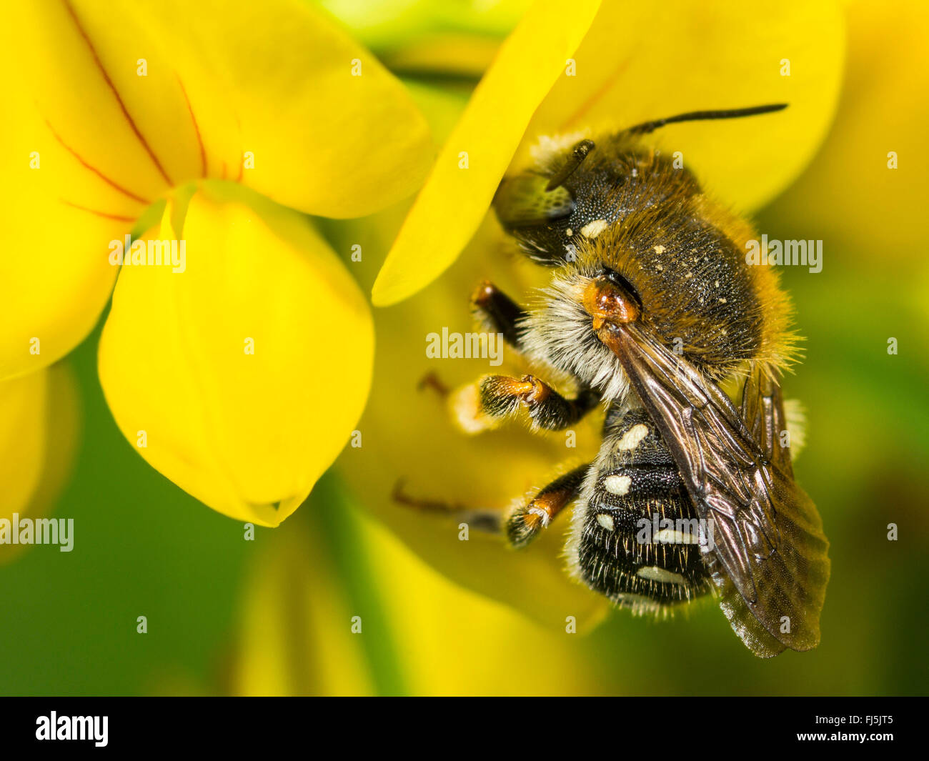 Leaf-cutter bee (Anthidium punctatum), Female on Common Bird┤s-foot ...