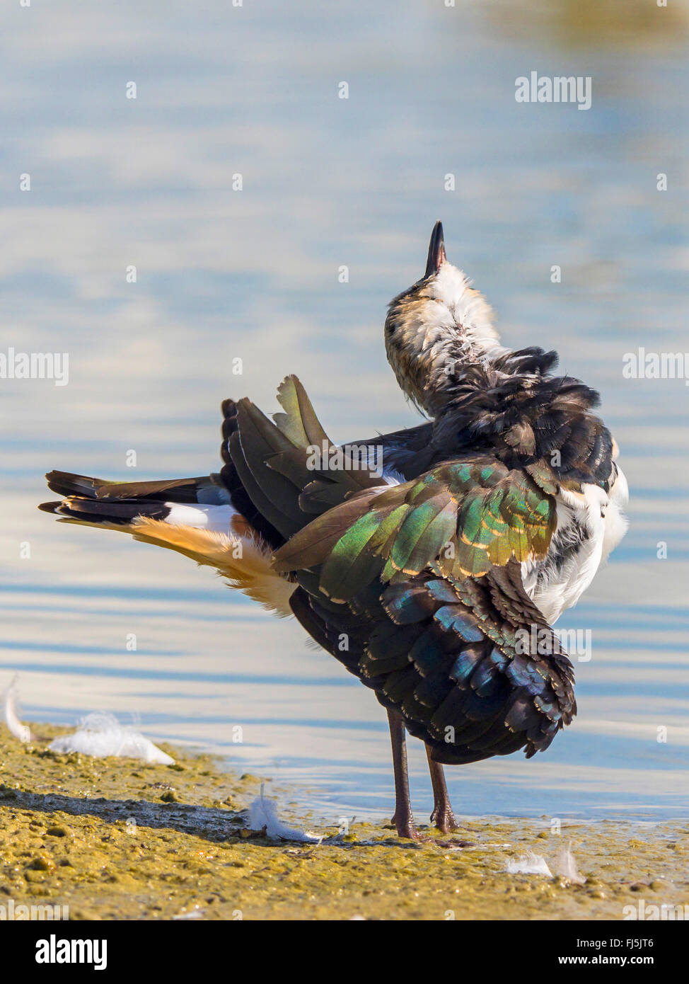 Lapwing feathers close up hi-res stock photography and images - Alamy