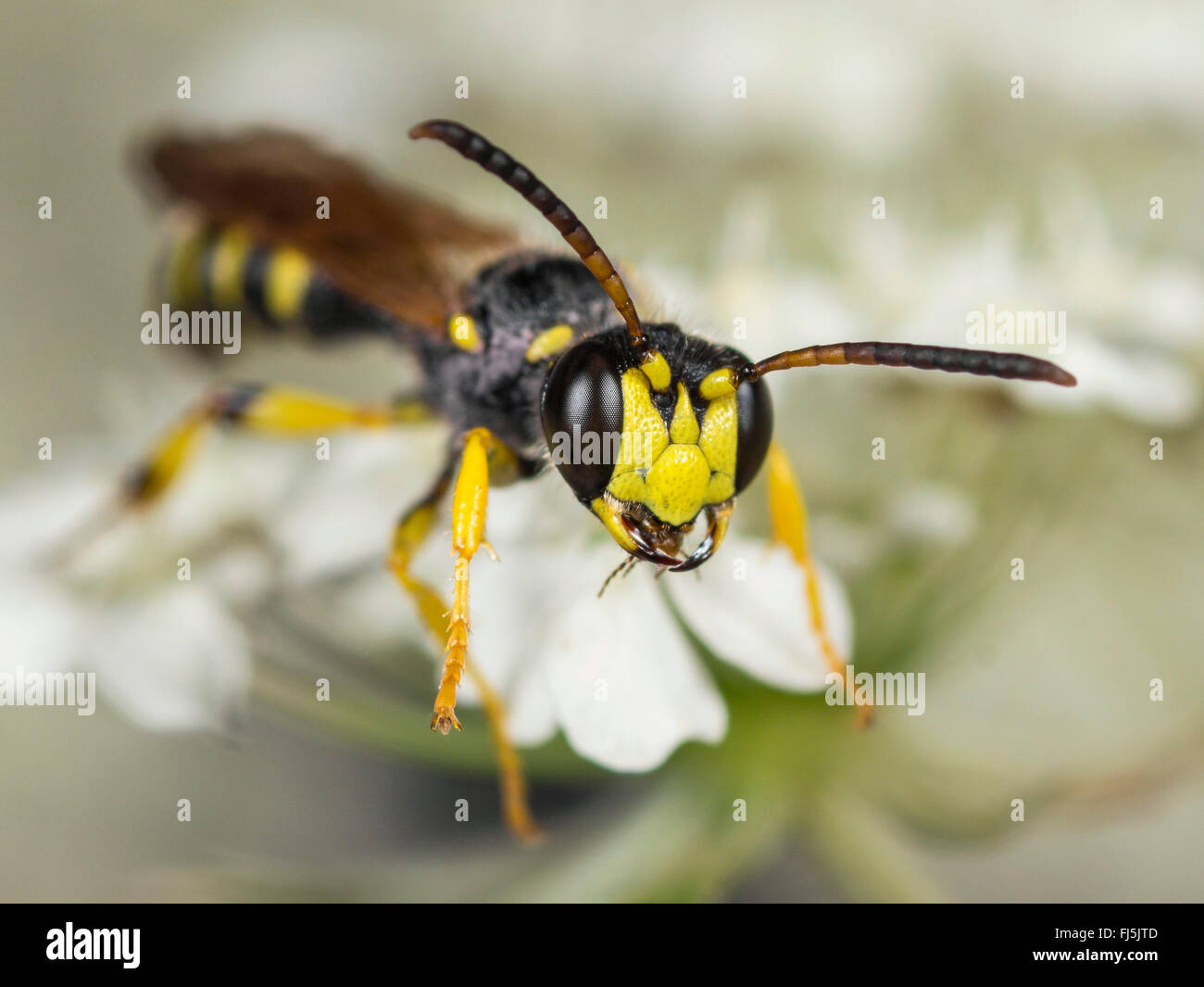 Male Digger Wasps Identification
