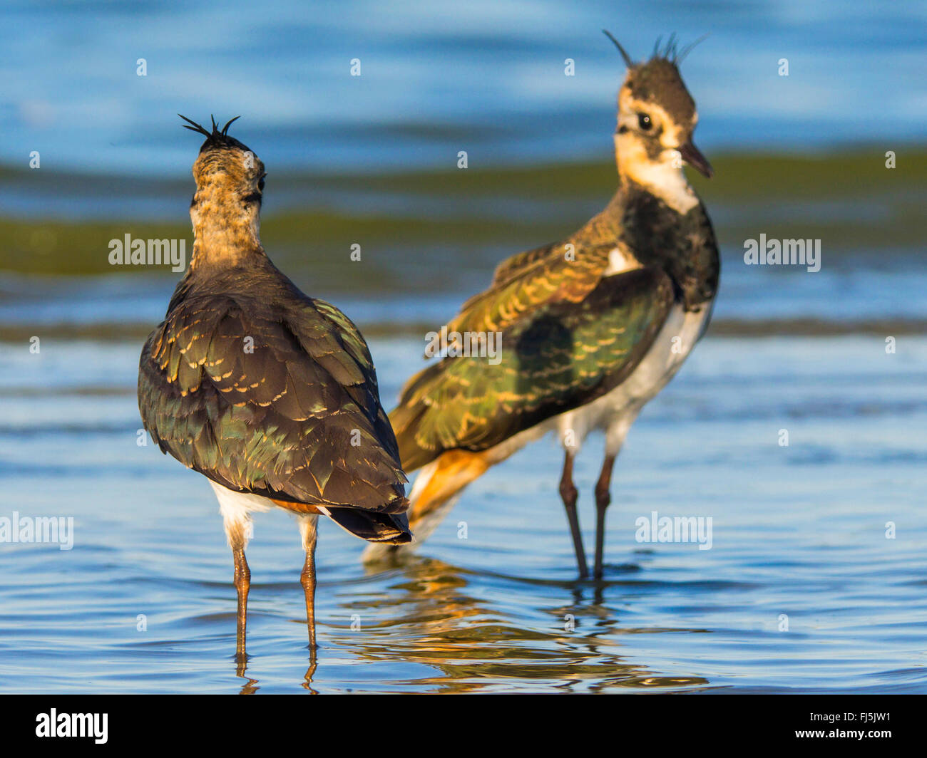 Adult birds wildlife hi-res stock photography and images - Alamy