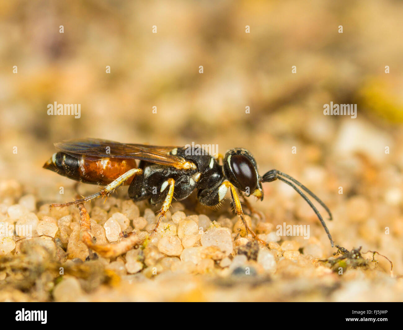 digger wasp (Dinetus pictus), Female digs the nest in sandy ground ...
