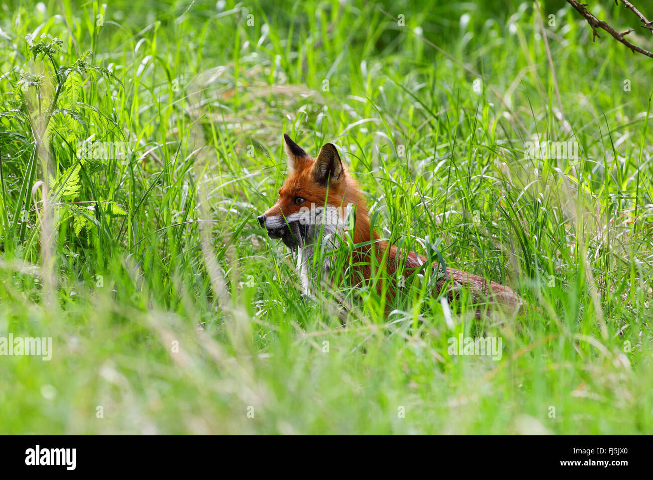 red fox (Vulpes vulpes), parent with caught mouse, Germany Stock Photo ...