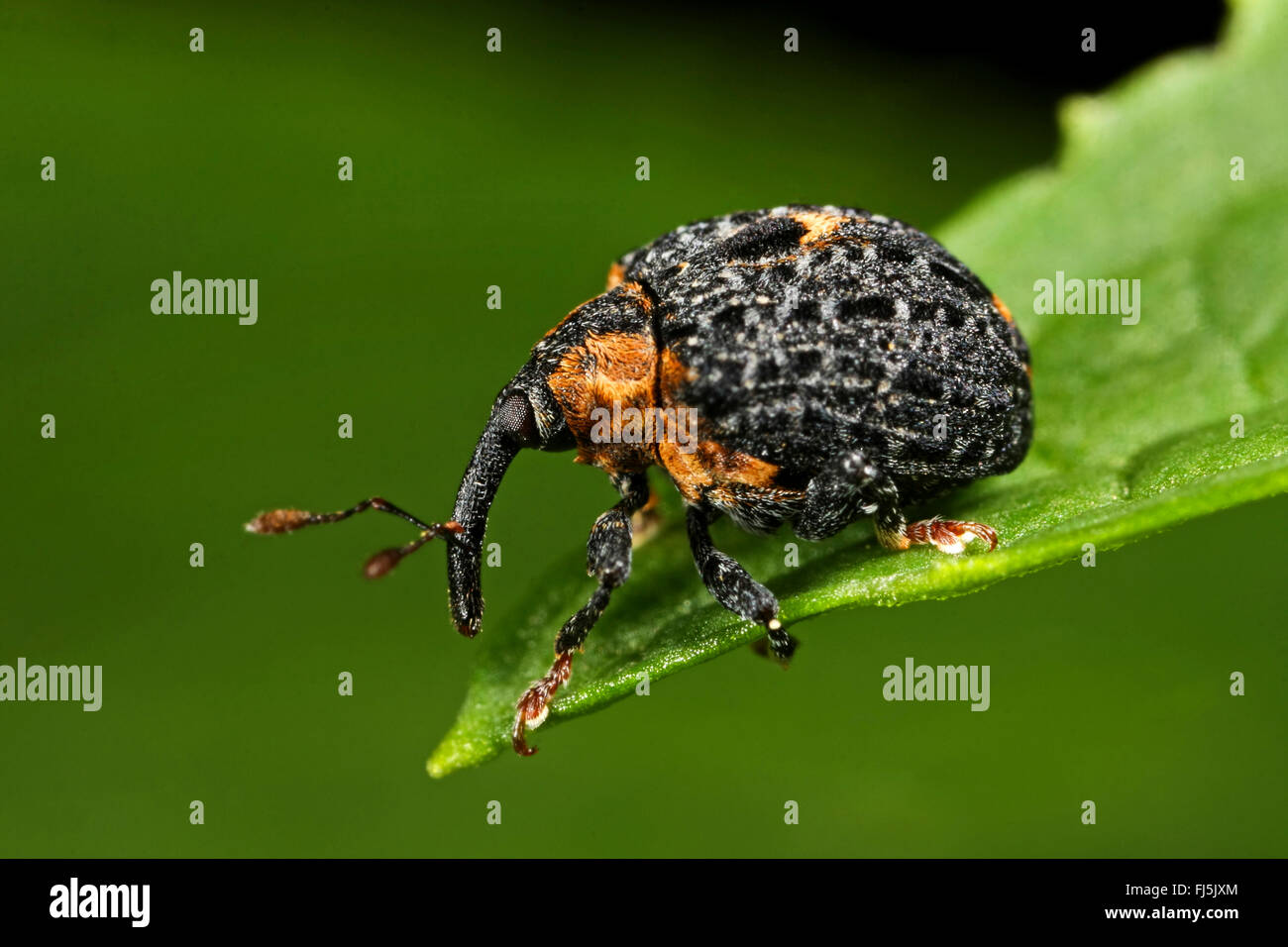 Figwort weevil hi-res stock photography and images - Alamy