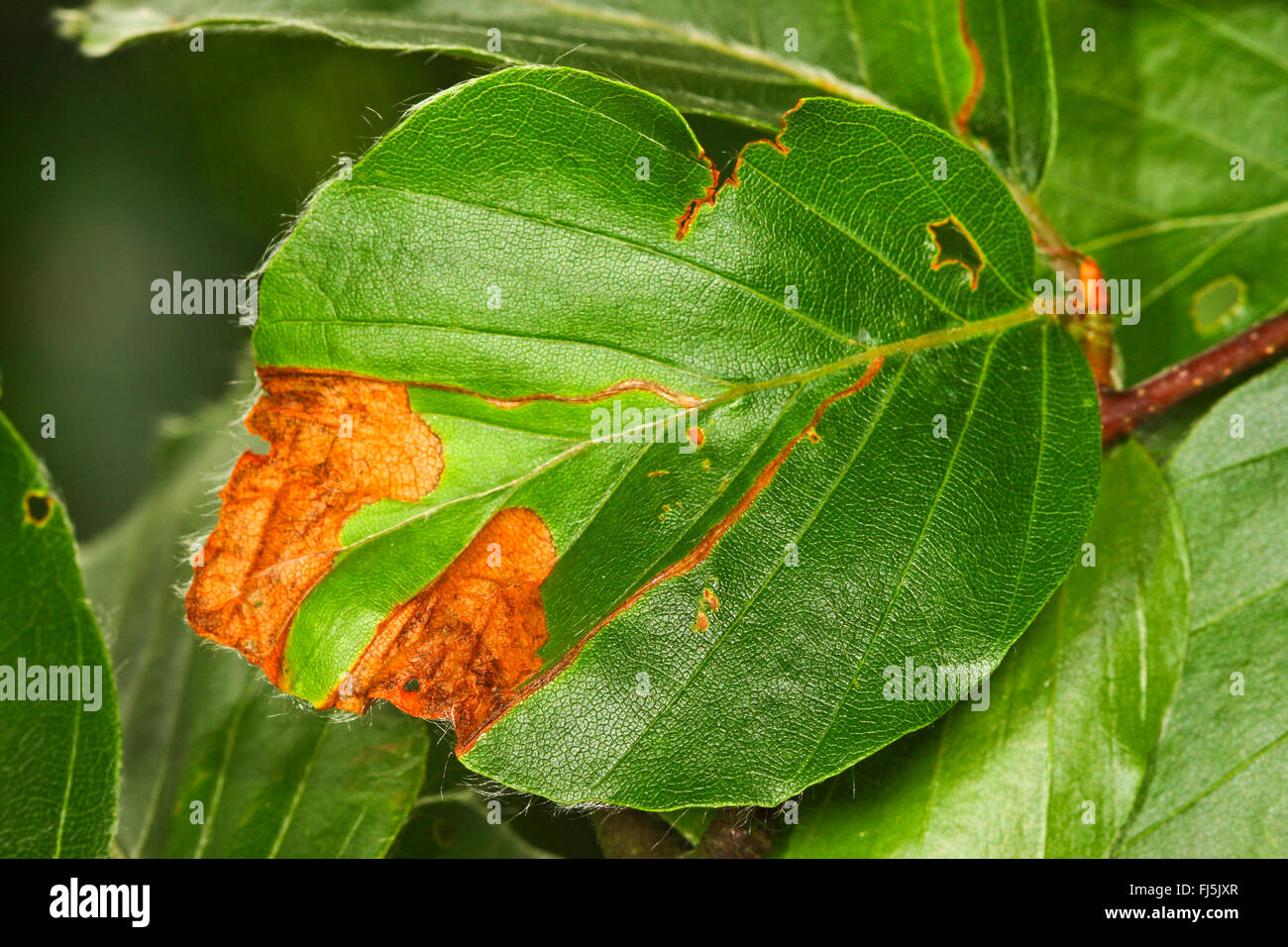 beech flea weevil, beech leaf mining weevil, beech leafminer ...