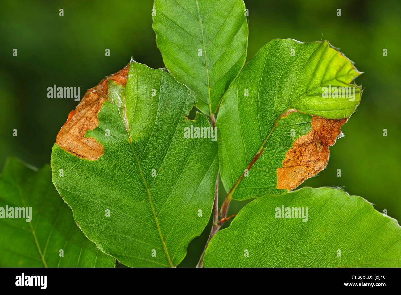 beech flea weevil, beech leaf mining weevil, beech leafminer ...