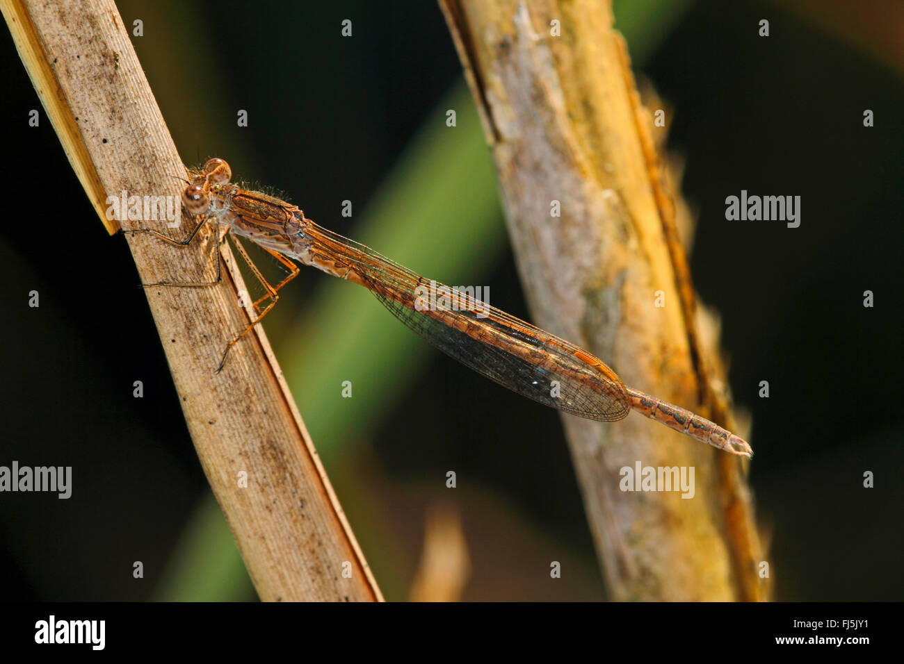 Siberian winter damselfly (Sympecma annulata, Sympecma paedisca), at a ...