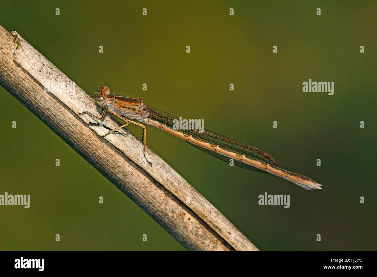 Siberian winter damselfly (Sympecma annulata, Sympecma paedisca ...