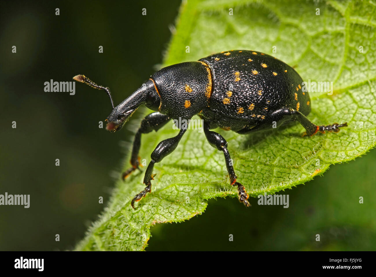 Liparus germanus hi-res stock photography and images - Alamy