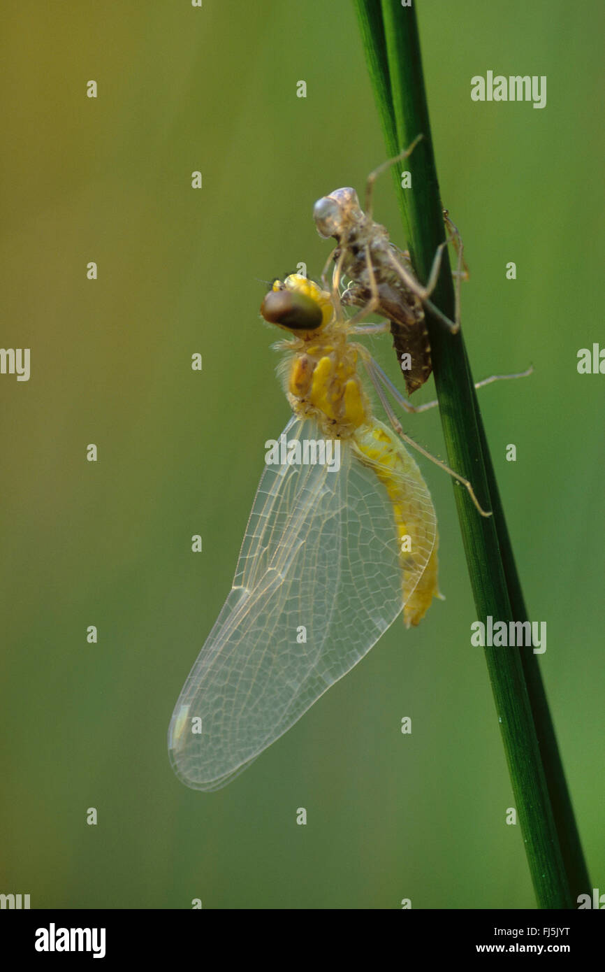 black sympetrum (Sympetrum danae), larva hatching out its exuvia ...