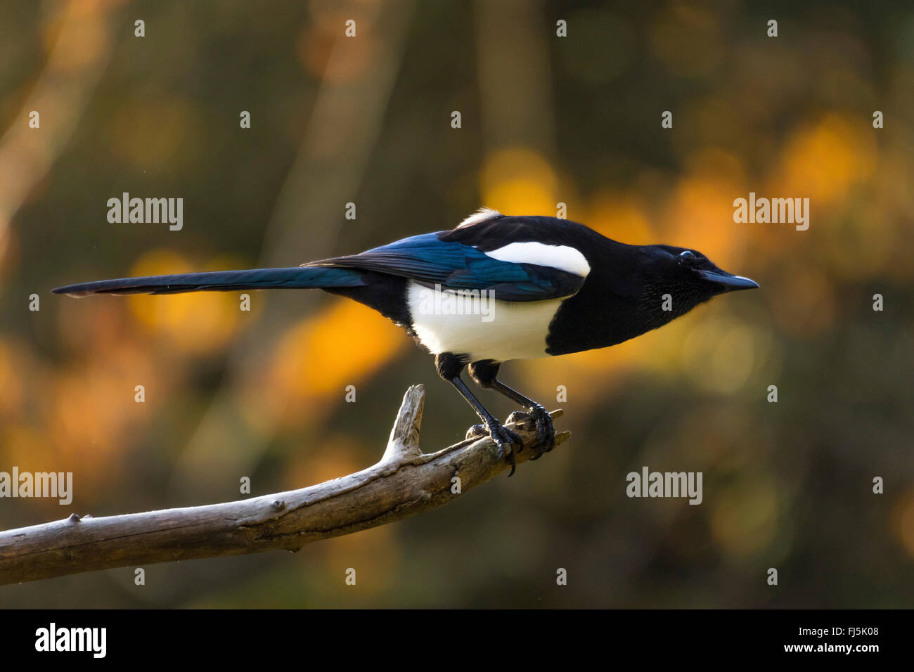 black-billed magpie (Pica pica), sits on a branch in autumn ...