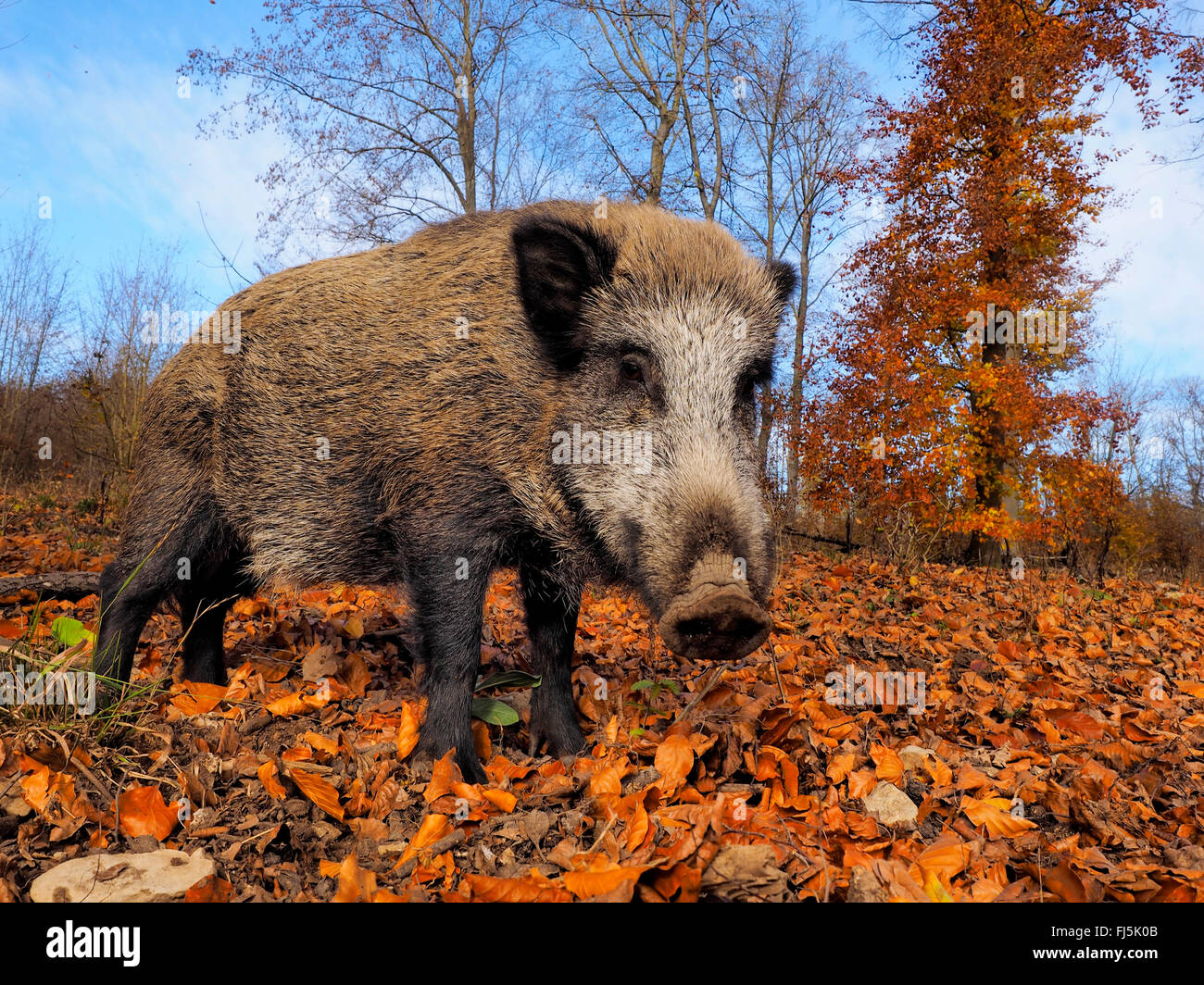 wild boar, pig, wild boar (Sus scrofa), wild sow in autumn woods ...