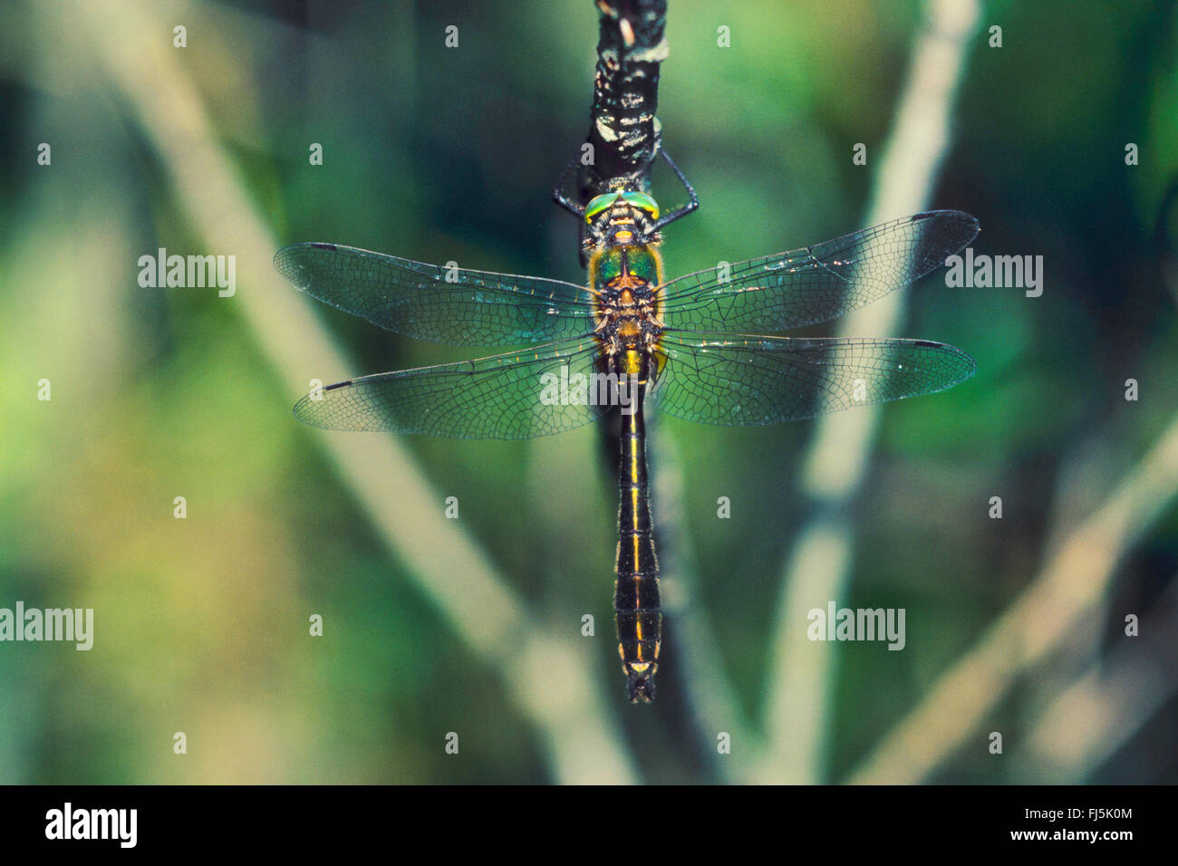 downy emerald (Cordulia aenea), on a plant, full-length portraet ...