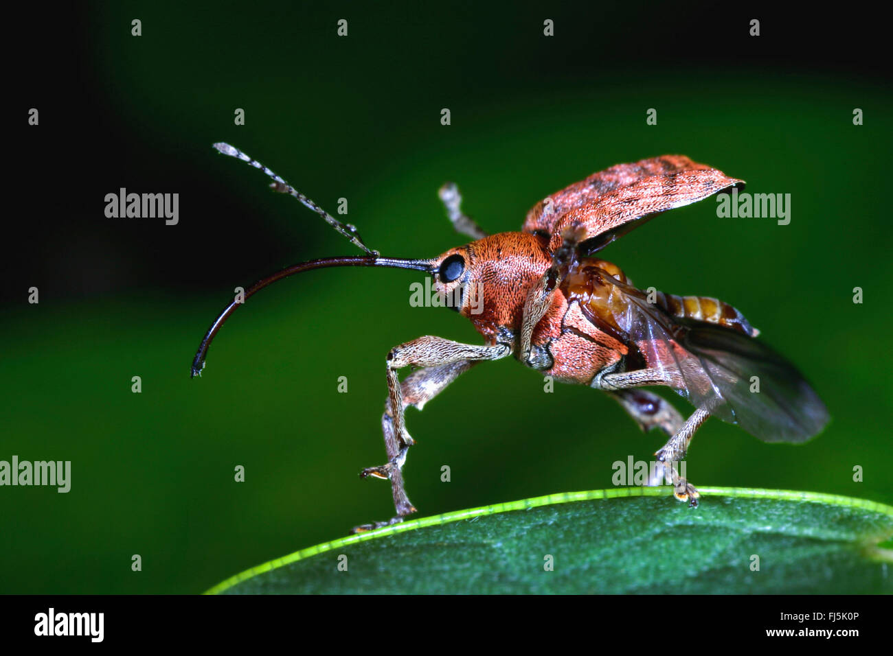 Acorn weevil curculio venosus hi-res stock photography and images - Alamy