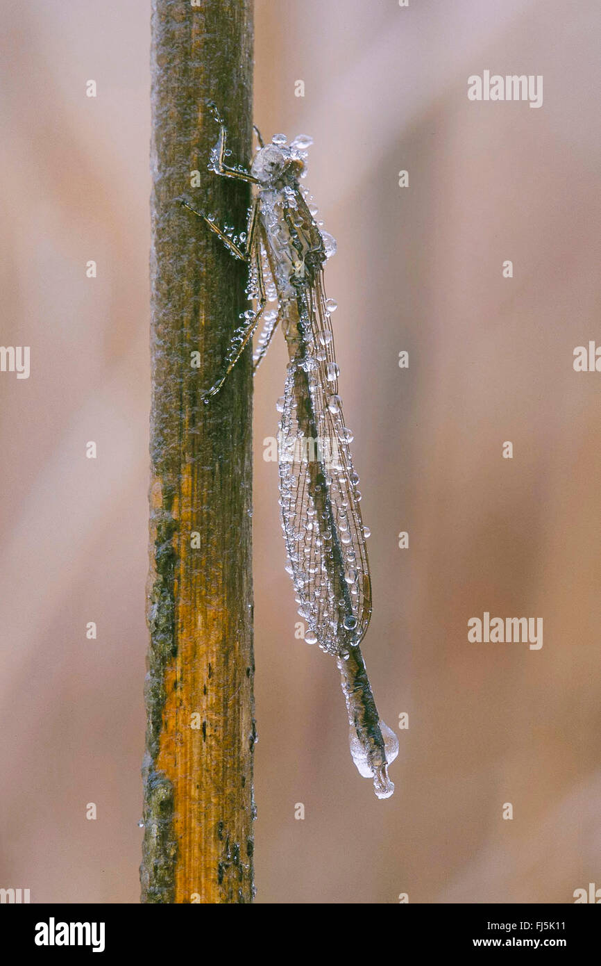 Siberian winter damselfly (Sympecma annulata, Sympecma paedisca ...