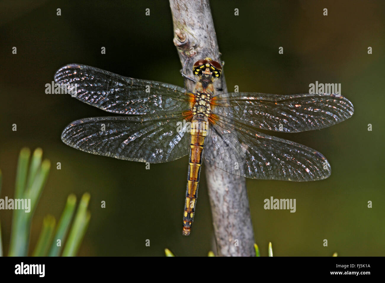 black sympetrum (Sympetrum danae), female at a twig, view from above ...