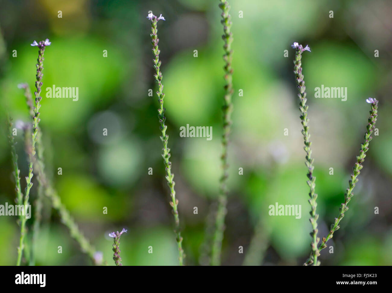 European vervain, Turkey Grass, Simpler's Joy (Verbena officinalis ...