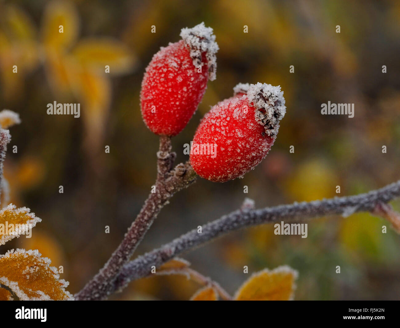 Wild rose (Rosa spec.), rose-hips with hoar frost, Germany, Baden ...