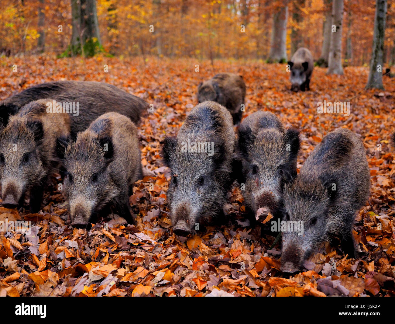 wild boar, pig, wild boar (Sus scrofa), juvenile wild boars in autumn ...
