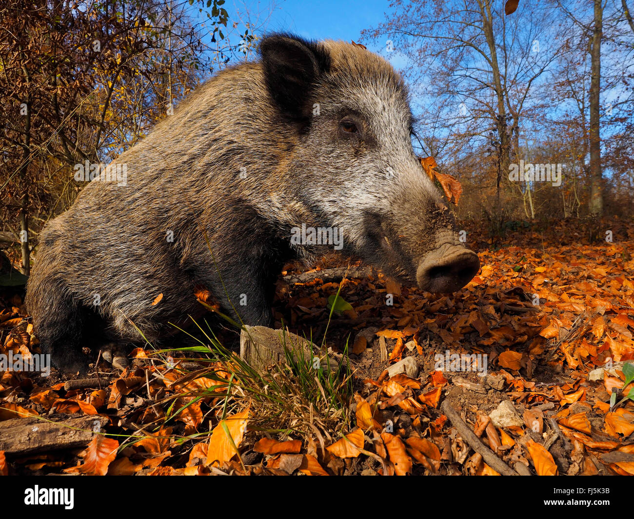 wild boar, pig, wild boar (Sus scrofa), resting wild sow on forest ...