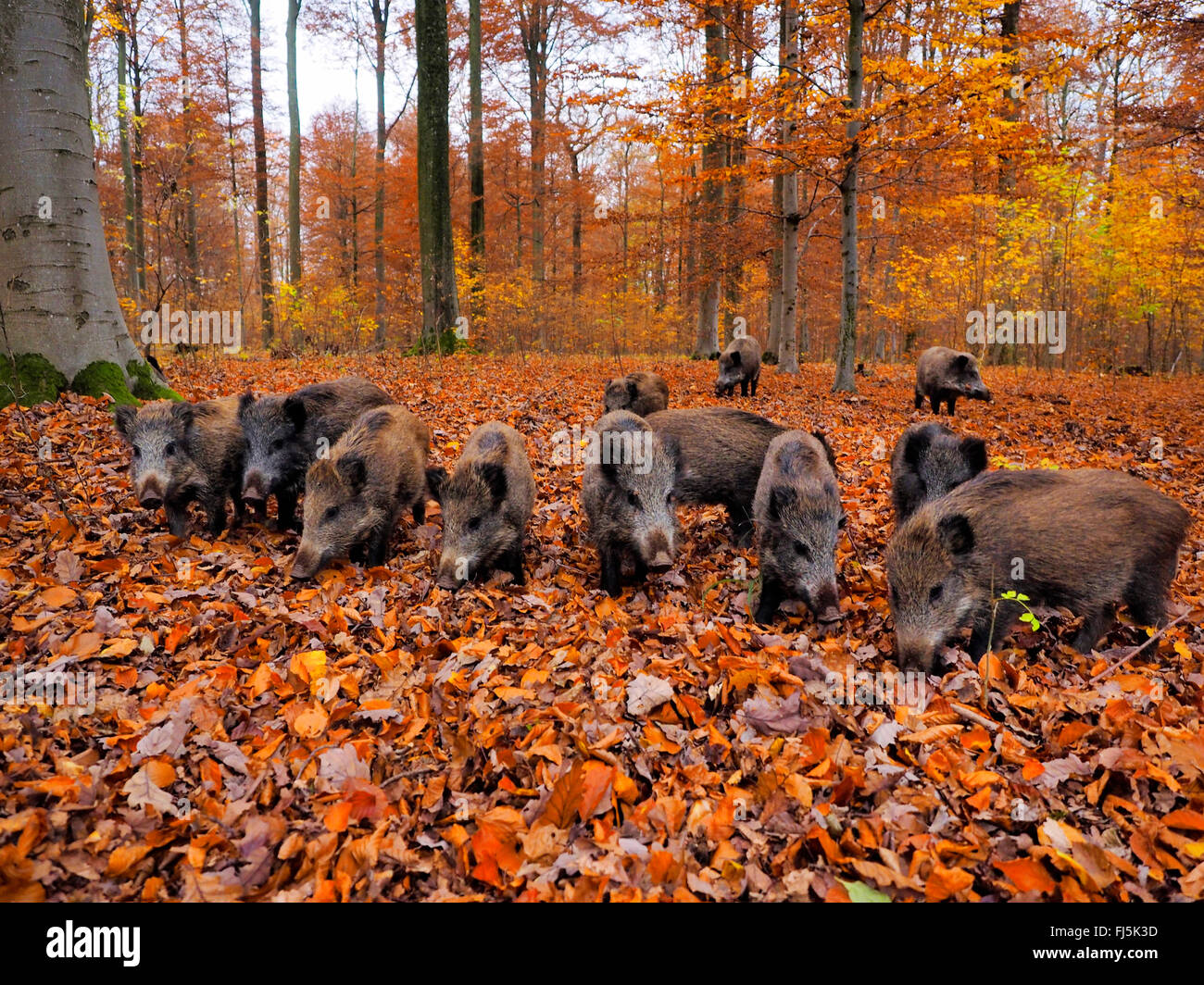 wild boar, pig, wild boar (Sus scrofa), juvenile wild boars in autumn ...