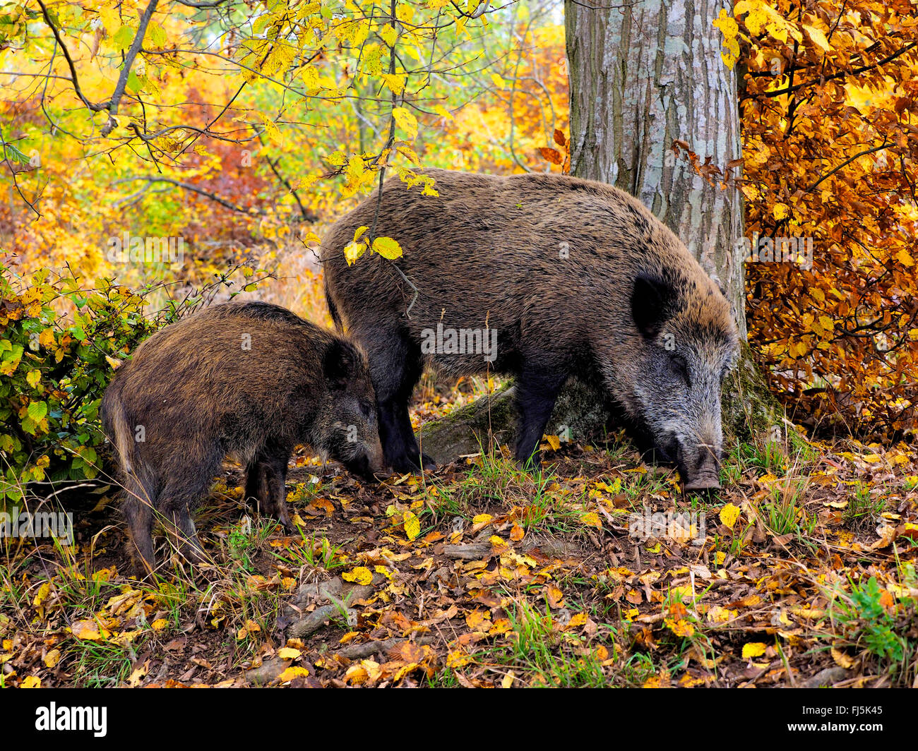 Wild boars in the wood hi-res stock photography and images - Alamy