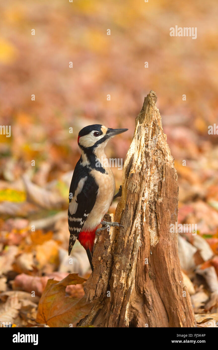 Great spotted woodpecker (Picoides major, Dendrocopos major), male at a ...