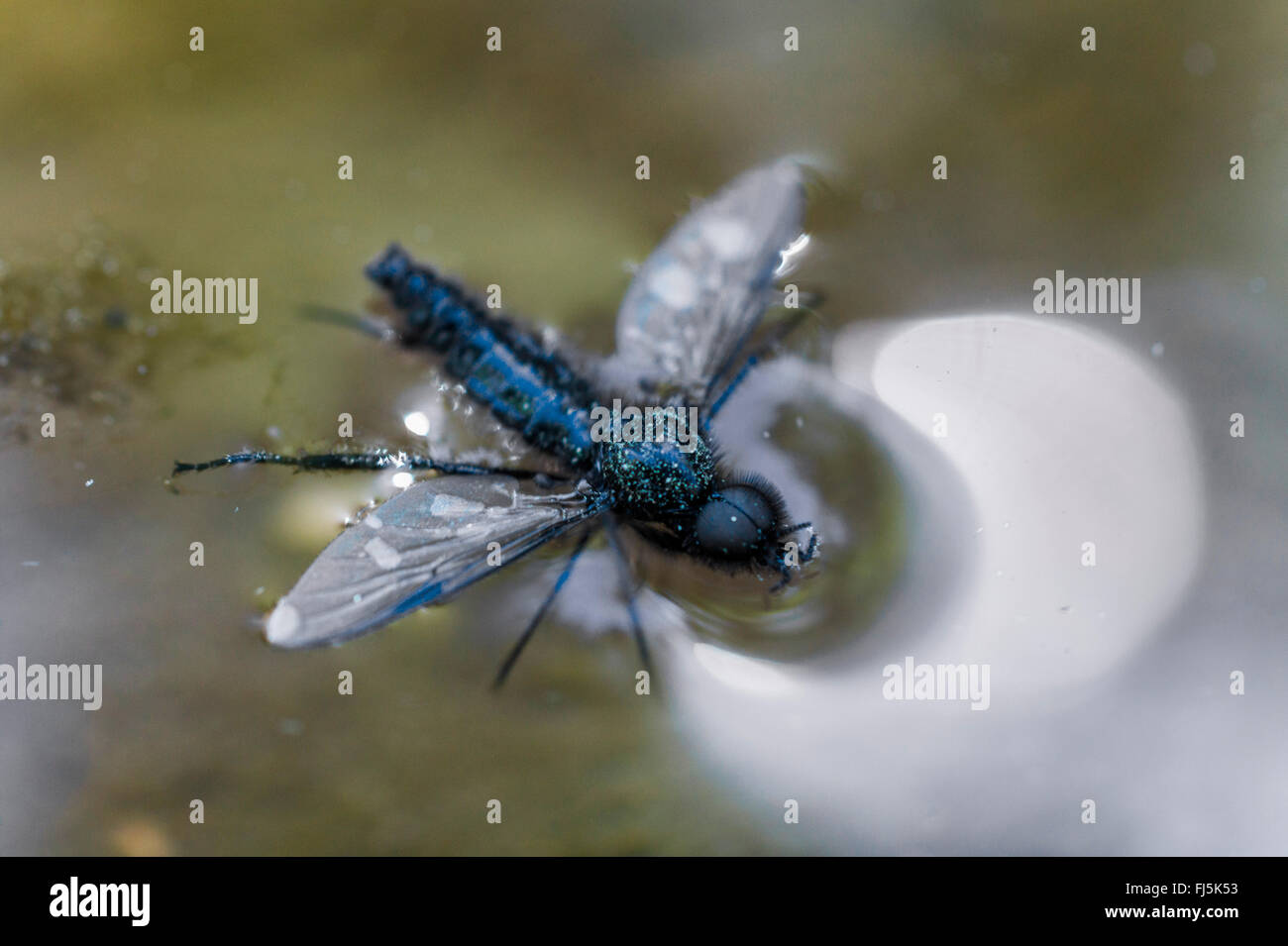 drowned fly on water surface, Germany, Saxony Stock Photo - Alamy