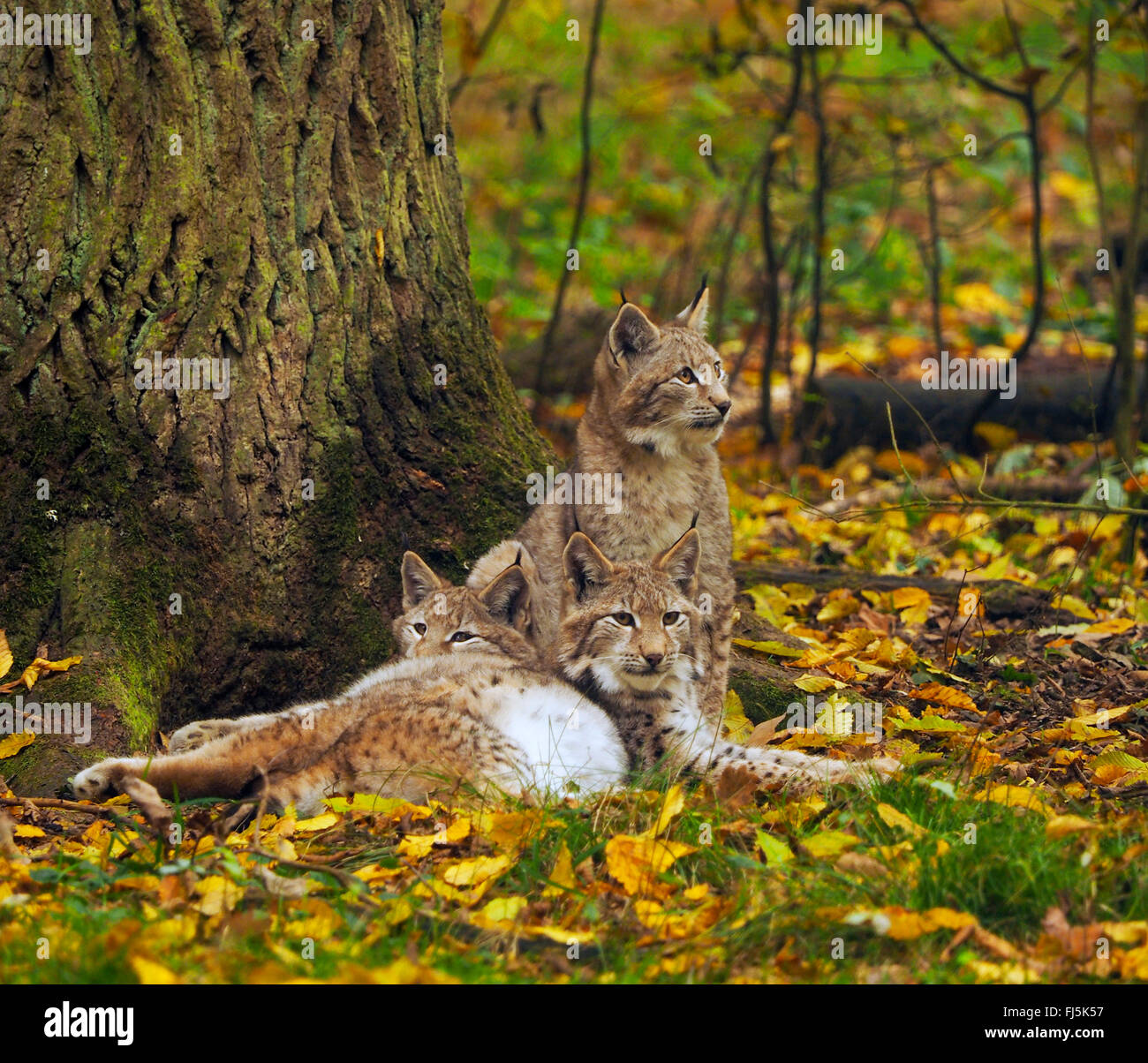 northern lynx (Lynx lynx lynx), lynx family lying in front of a tree in ...