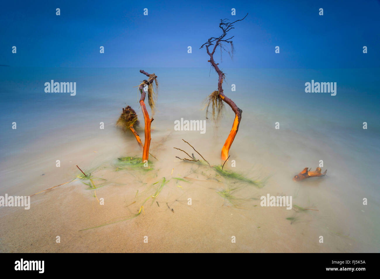 Dead branches hi-res stock photography and images - Alamy
