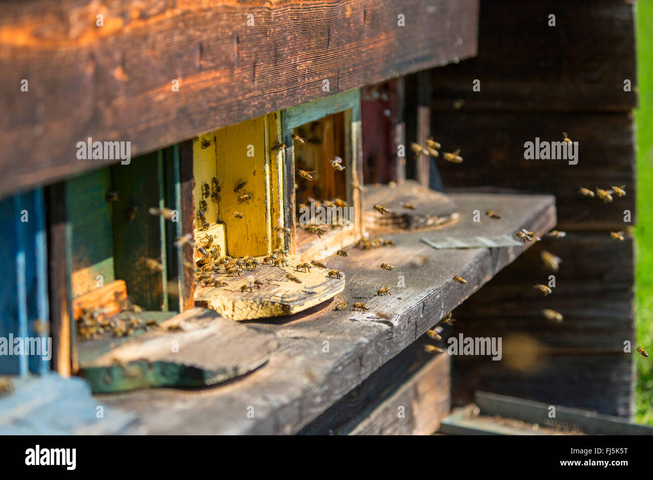 Austria europe bee beehive hi-res stock photography and images - Alamy