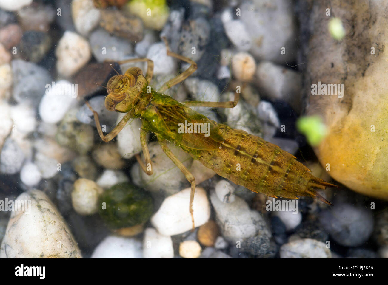 blue-green darner, southern aeshna, southern hawker (Aeshna cyanea ...