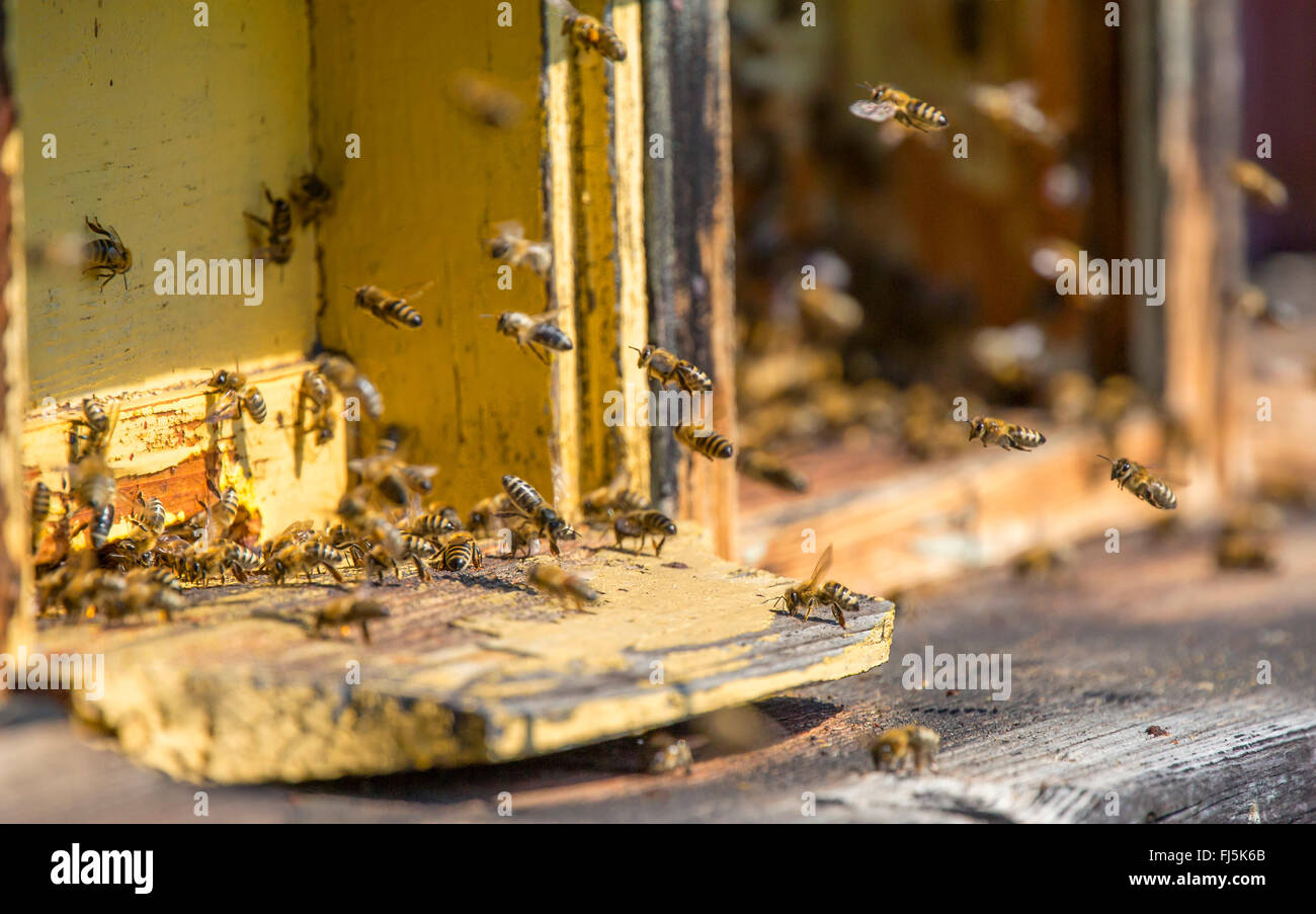 Austria europe bee beehive hi-res stock photography and images - Alamy
