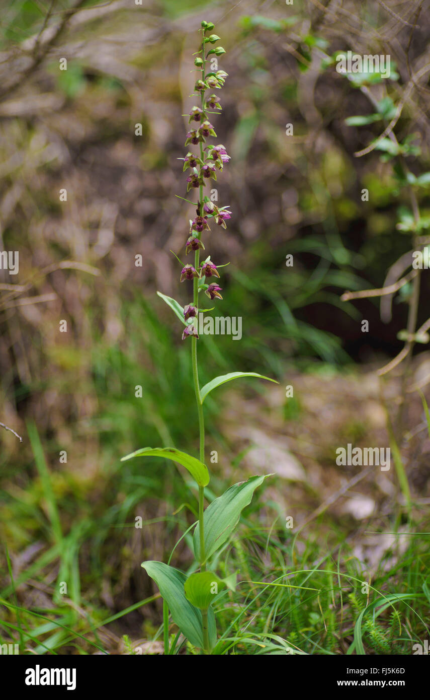 Broad-leaved helleborine, Eastern helleborine (Epipactis helleborine ...