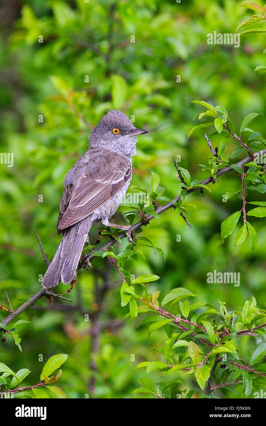 Male barred warbler hi-res stock photography and images - Alamy