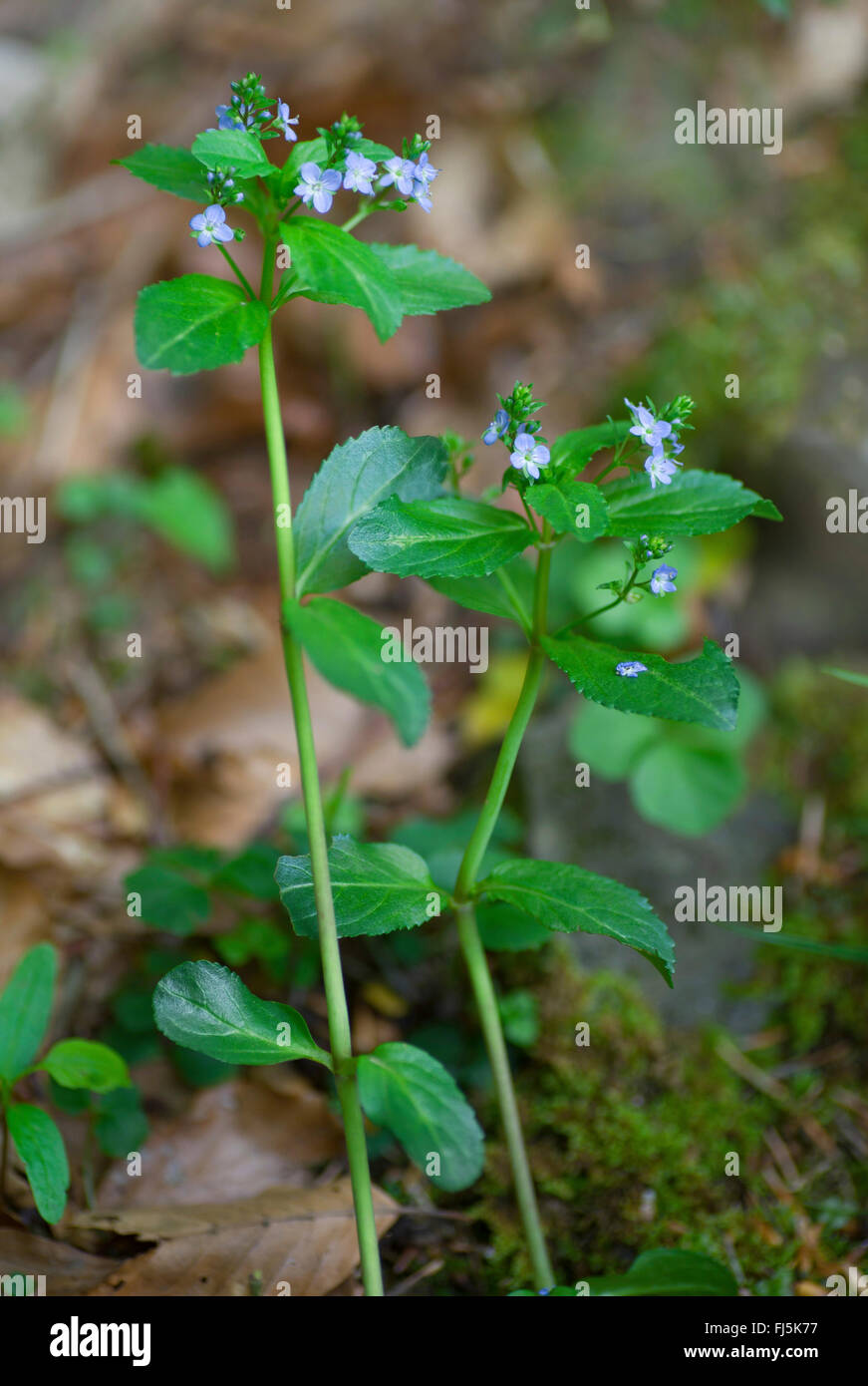 Veronica beccabunga flowers blue hi-res stock photography and images ...