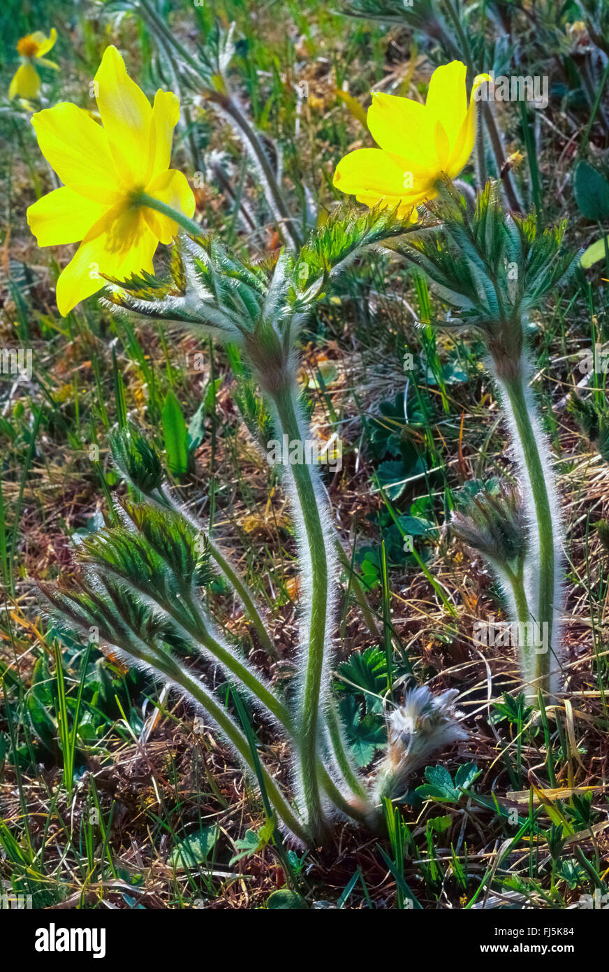 Alpine anemone (Pulsatilla alpina ssp. apiifolia, Pulsatilla apiifolia ...