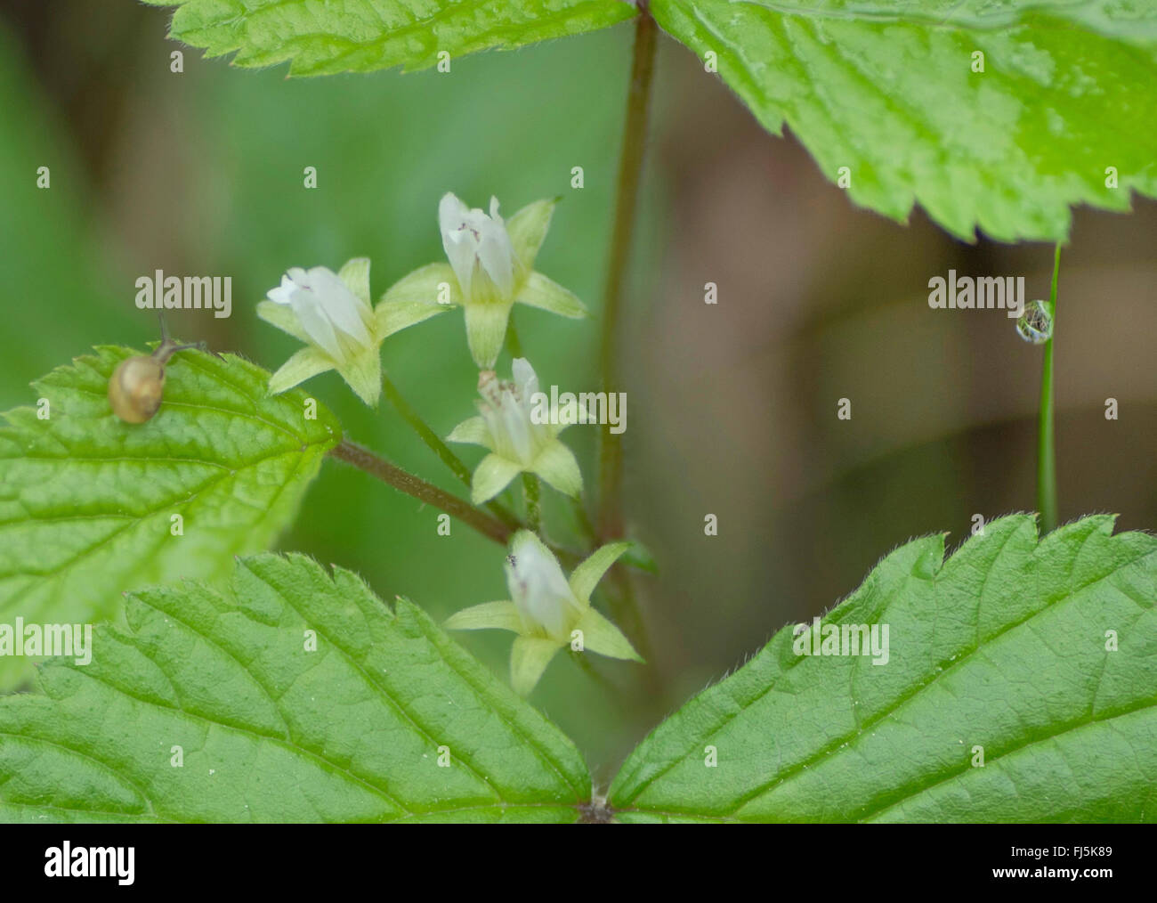 Stone bramble, Roebuck-berry (Rubus saxatilis), blooming, Germany ...