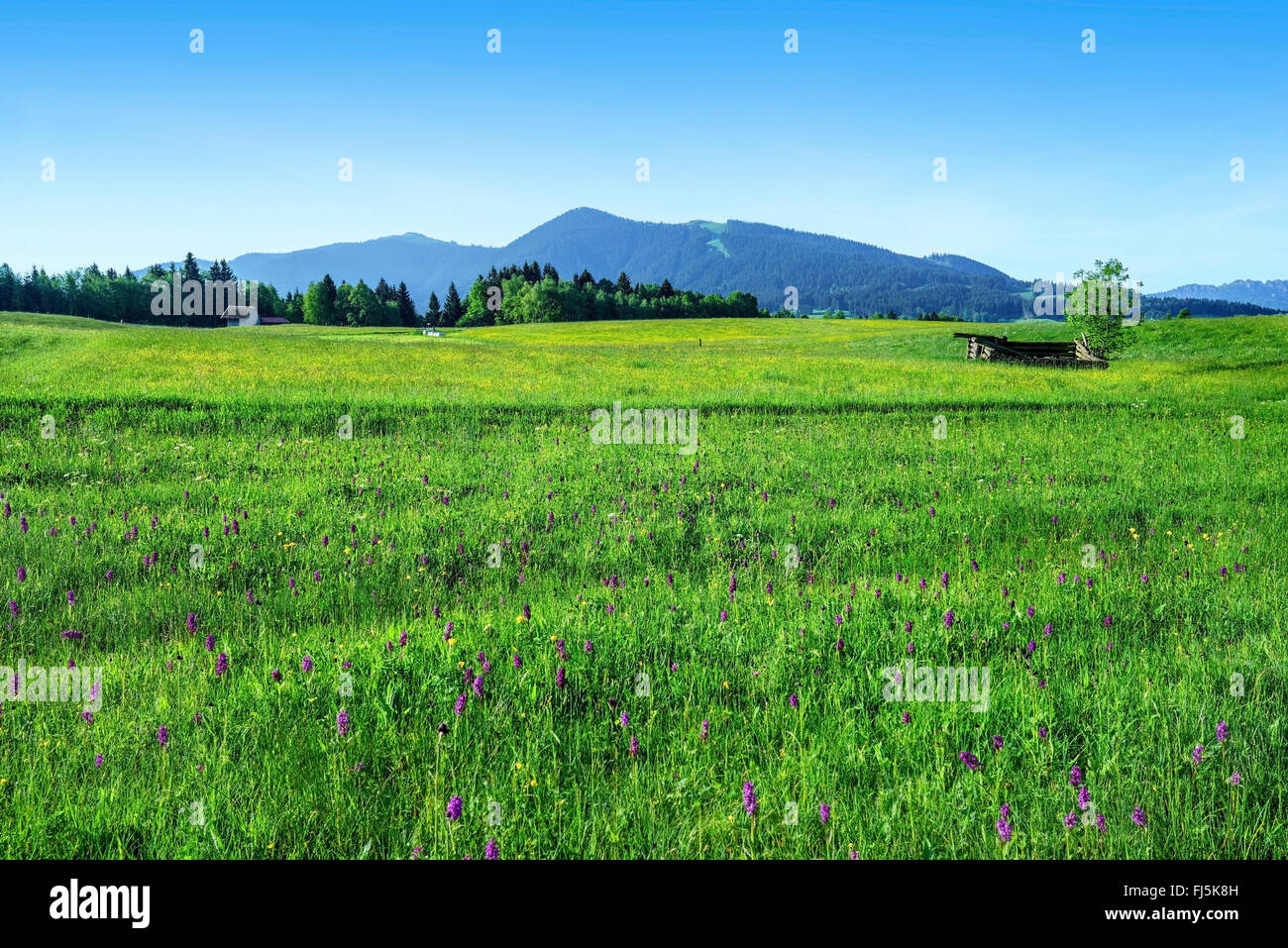spring meadow and blooming orchids, Ammergau Alps in background ...
