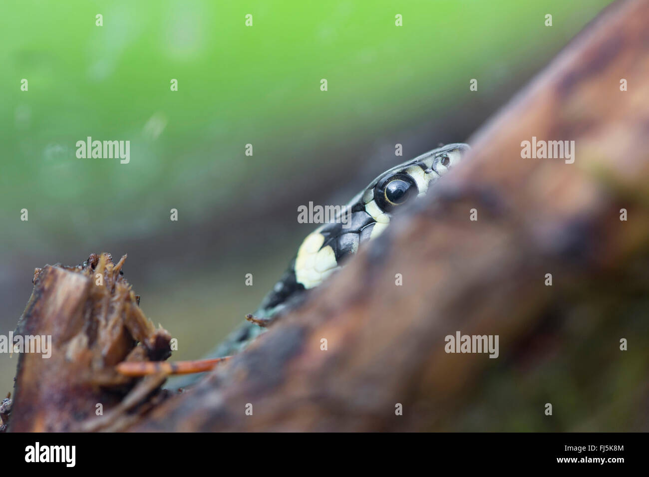 Snake tree roots hi-res stock photography and images - Alamy
