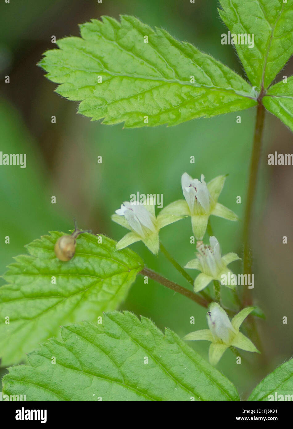 Stone bramble, Roebuck-berry (Rubus saxatilis), blooming, Germany ...