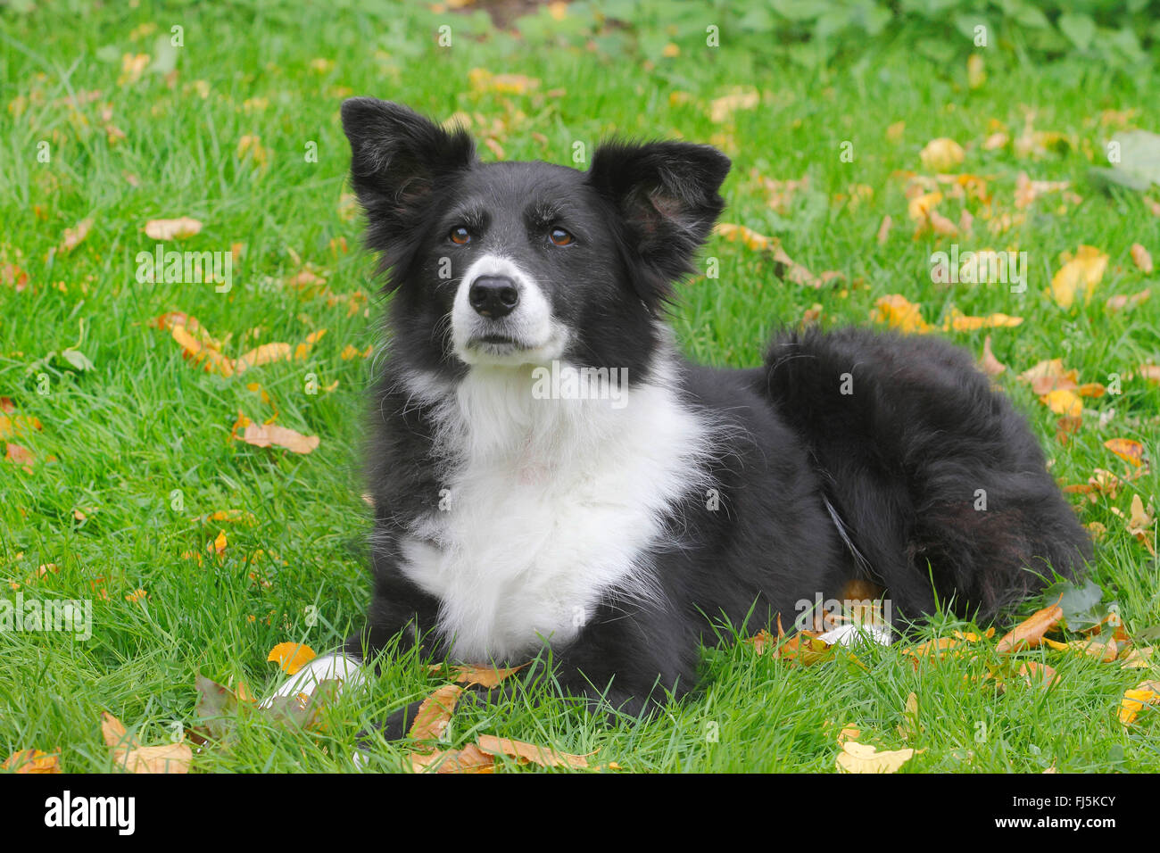 Border Collie (Canis lupus f. familiaris), fourteen years old female ...
